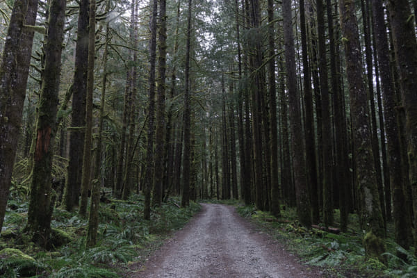 Verdwaald In Het Duitse Bos Met Twee Kleine Kinderen Eo